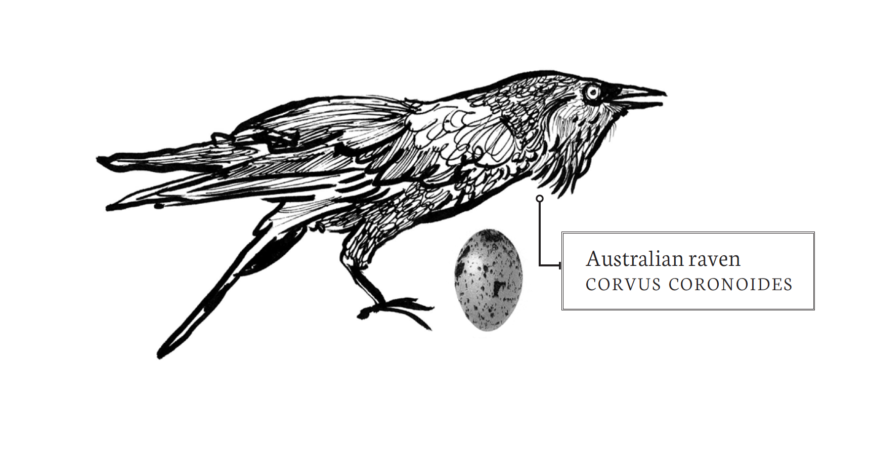 The Urban Field Naturalist Project | Guide to Crow Appreciation