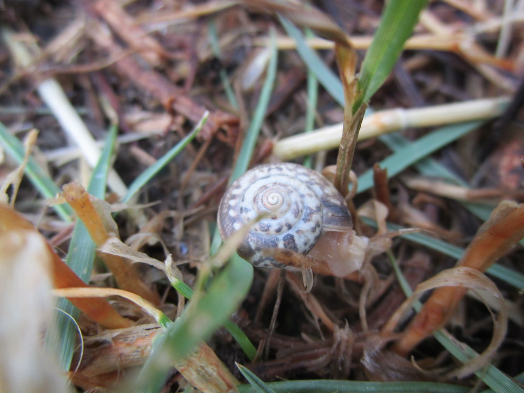 The Urban Field Naturalist Project | Birth of the Snails