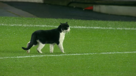 The Urban Field Naturalist Project | Pitch Invasion! Football Felines