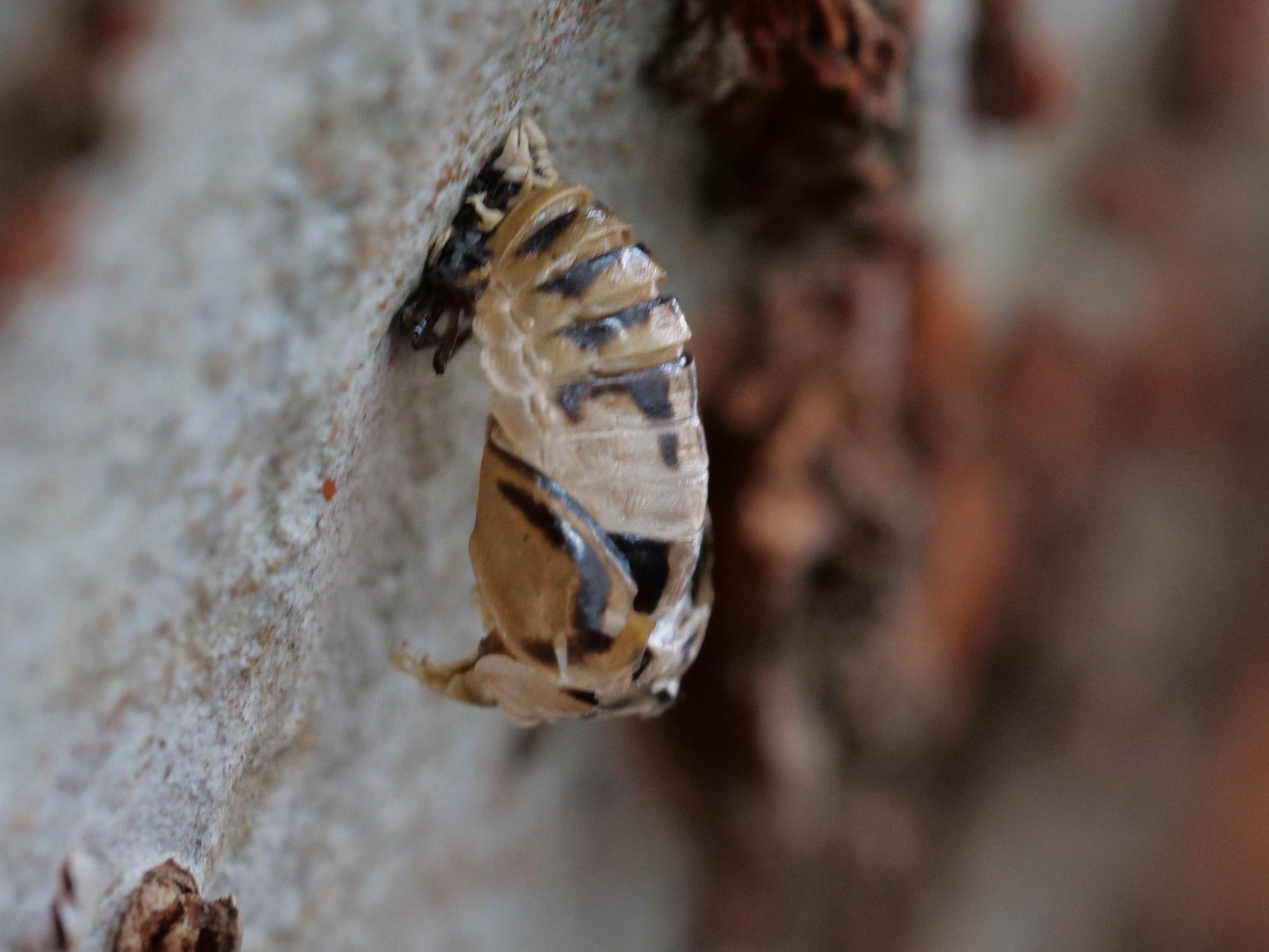 The Urban Field Naturalist Project | From Telephoto to Macro, the Big ...