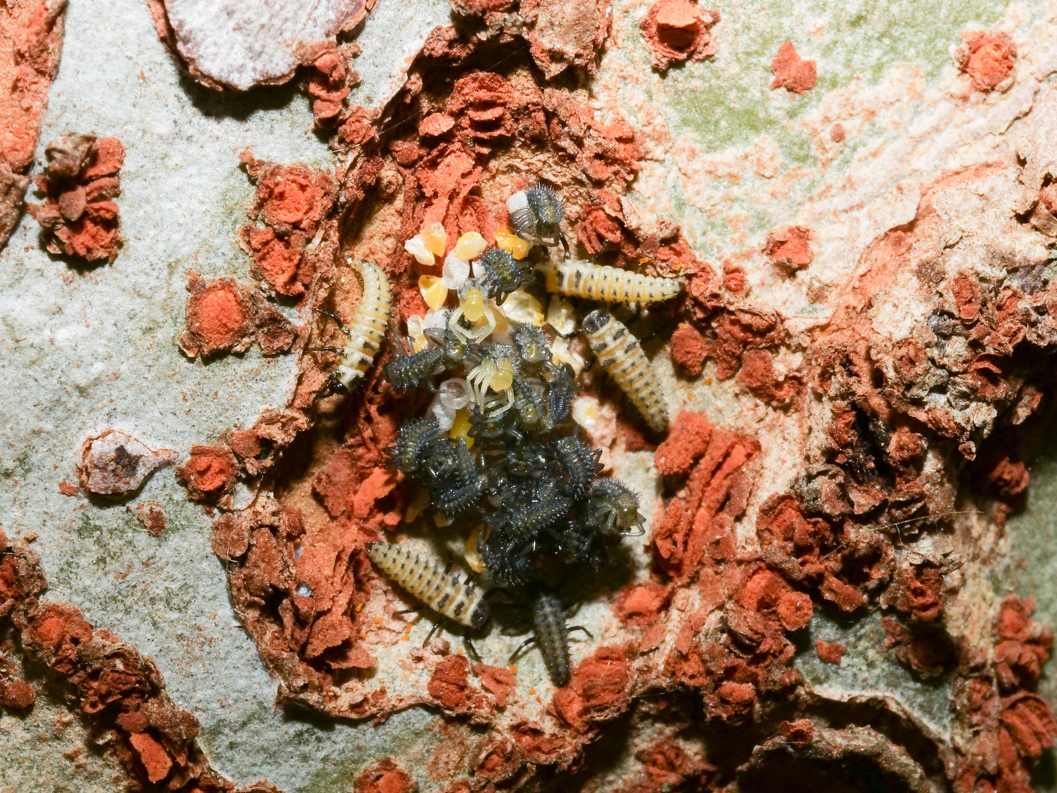 The Urban Field Naturalist Project | From Telephoto to Macro, the Big ...