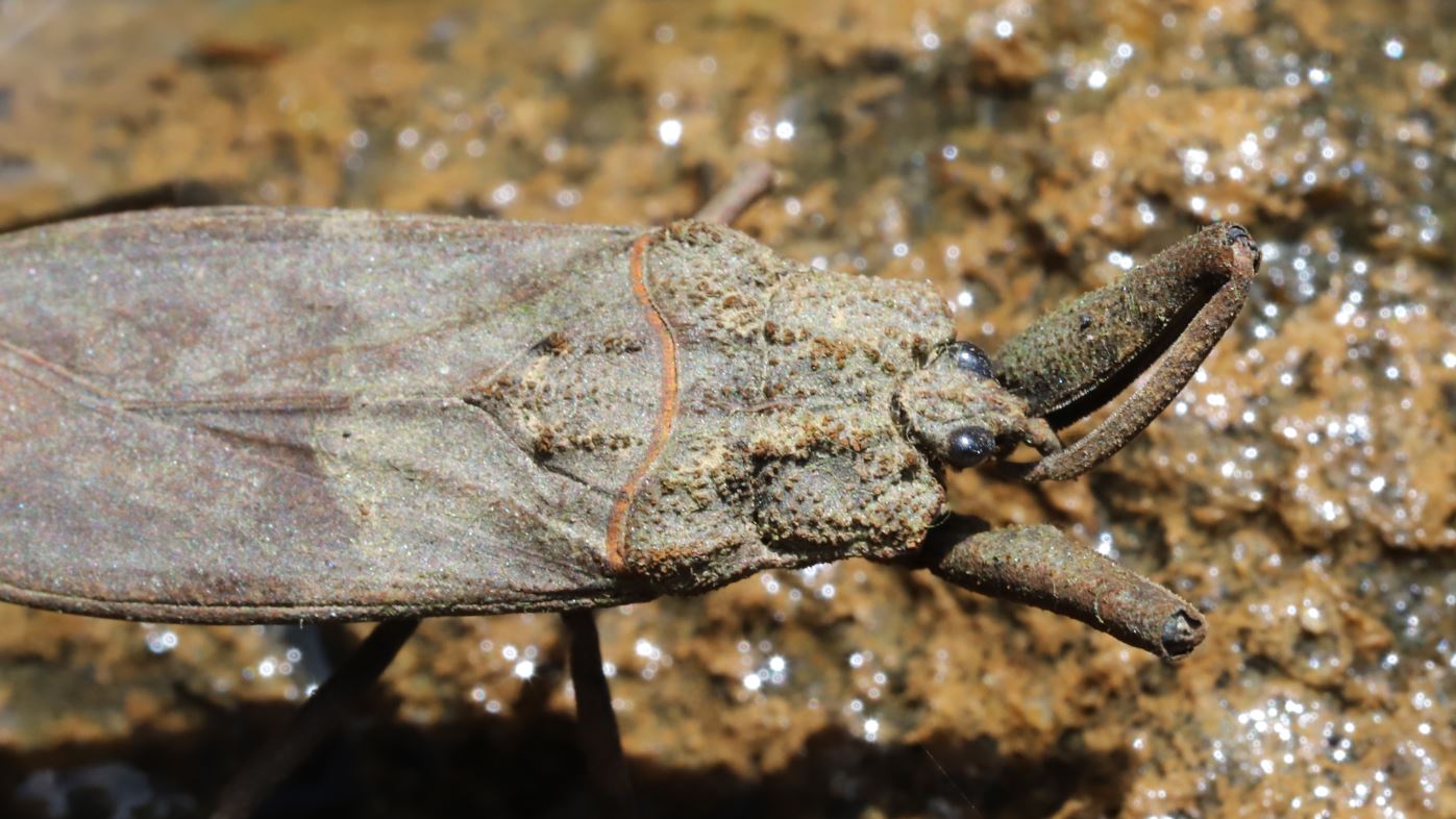 The Urban Field Naturalist Project | The Intrepid Nepid