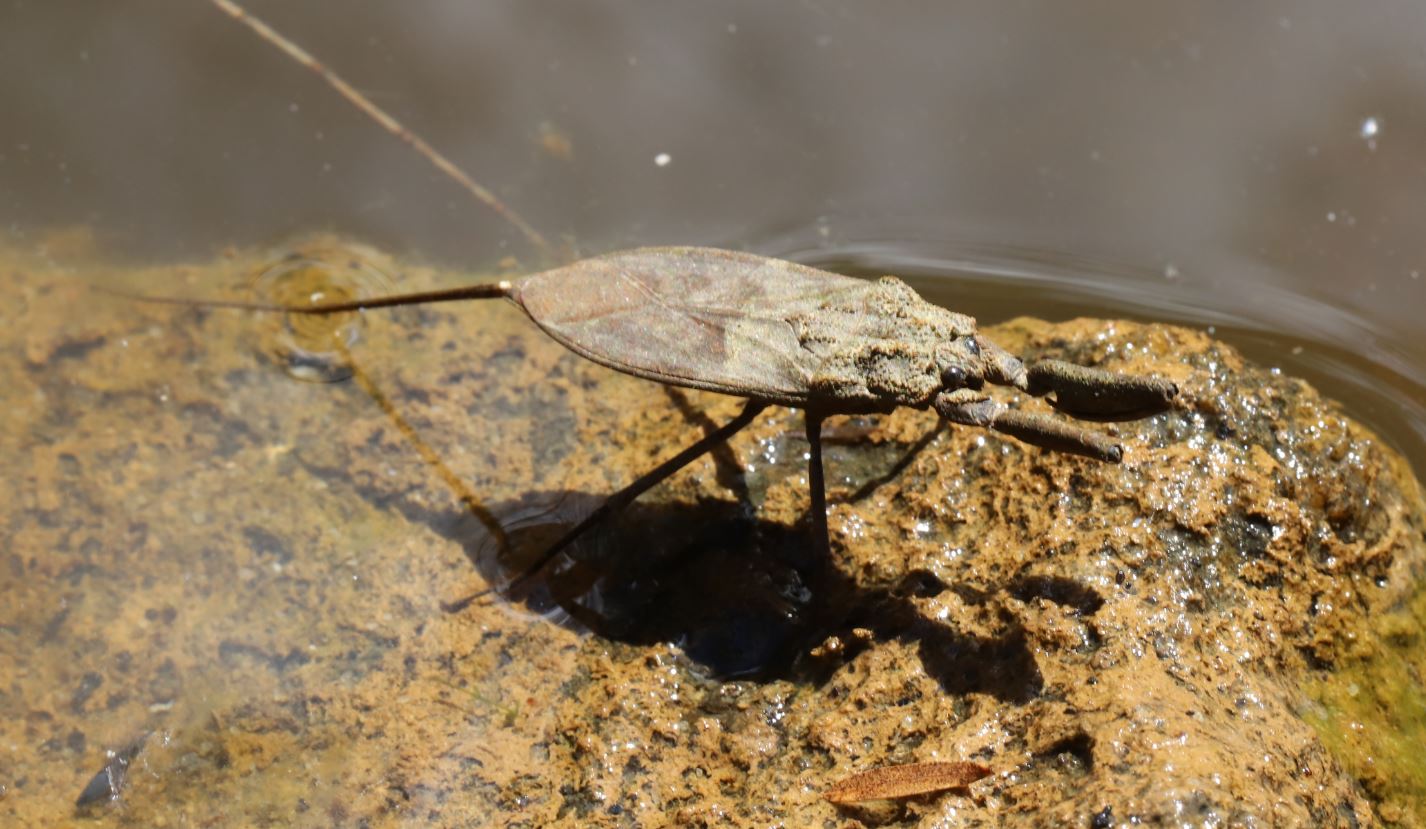 The Urban Field Naturalist Project | The Intrepid Nepid