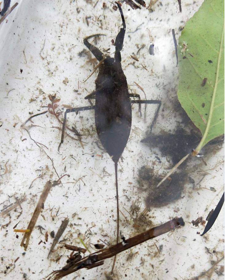 The Urban Field Naturalist Project | The Intrepid Nepid