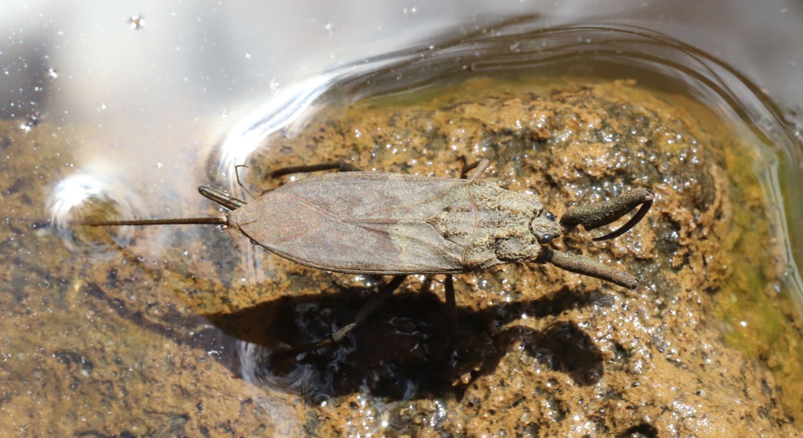 The Urban Field Naturalist Project | The Intrepid Nepid